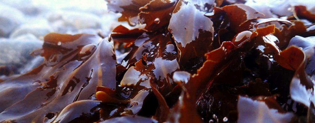 Les algues, stars du potager de la mer - Suzane Green